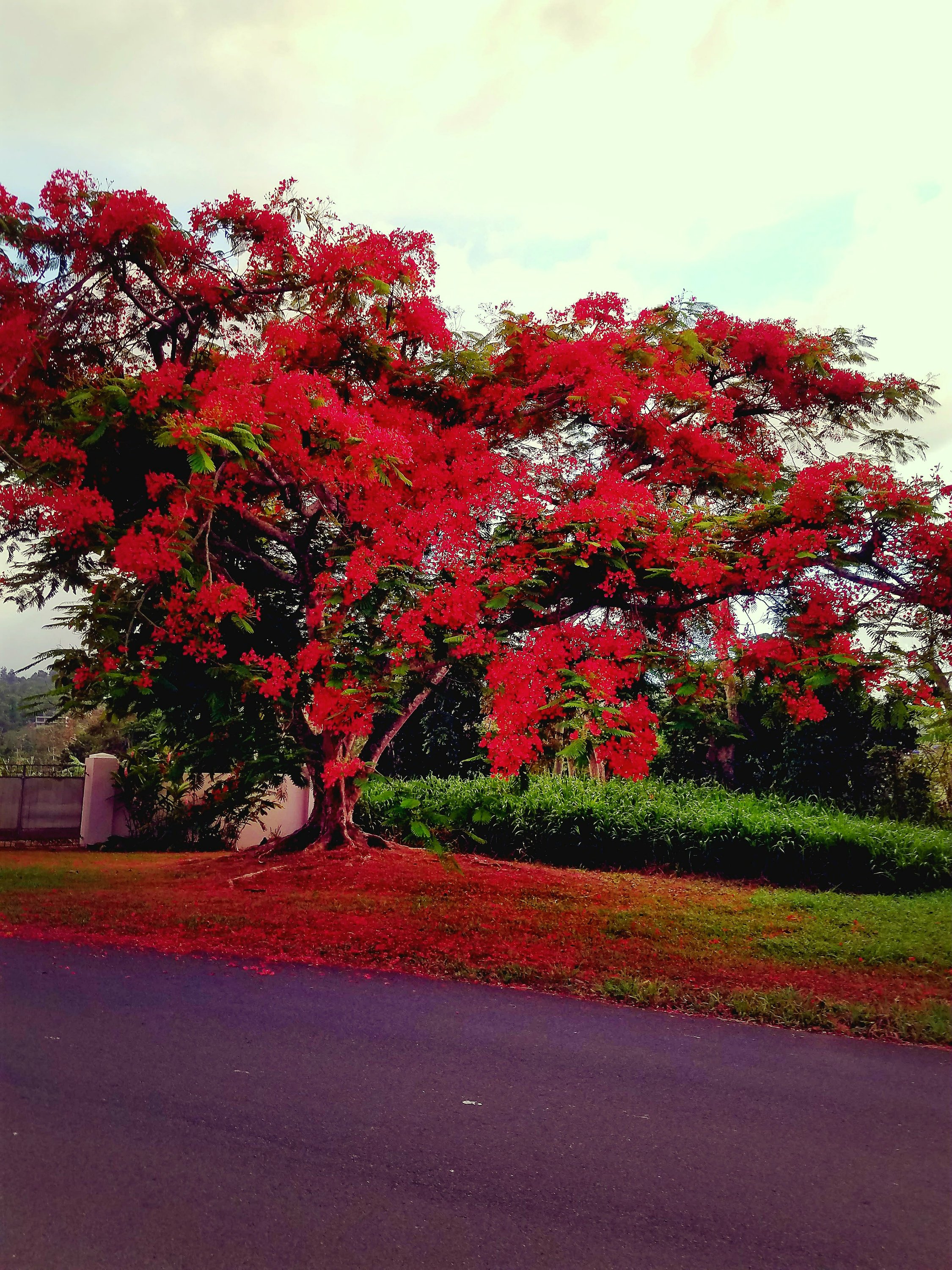 My Flamboyán Tree…hope | Capricorn Science
