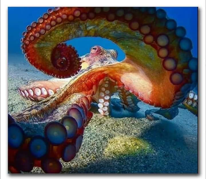 Are octopuses aliens from outer space that were brought to Earth by ...