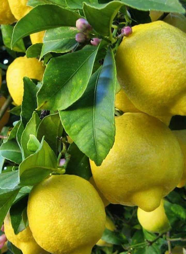 Home Made Pickled Lemons | Capricorn Science Blog